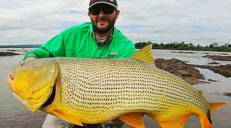 Peixe Dourado de água doce, como e onde pescar?