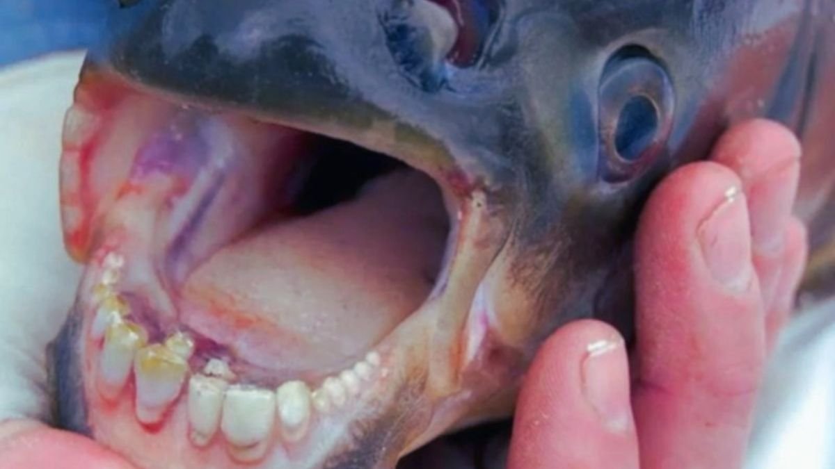 Peixe Pacu: Características e hábitos deste ícone Matogrossense