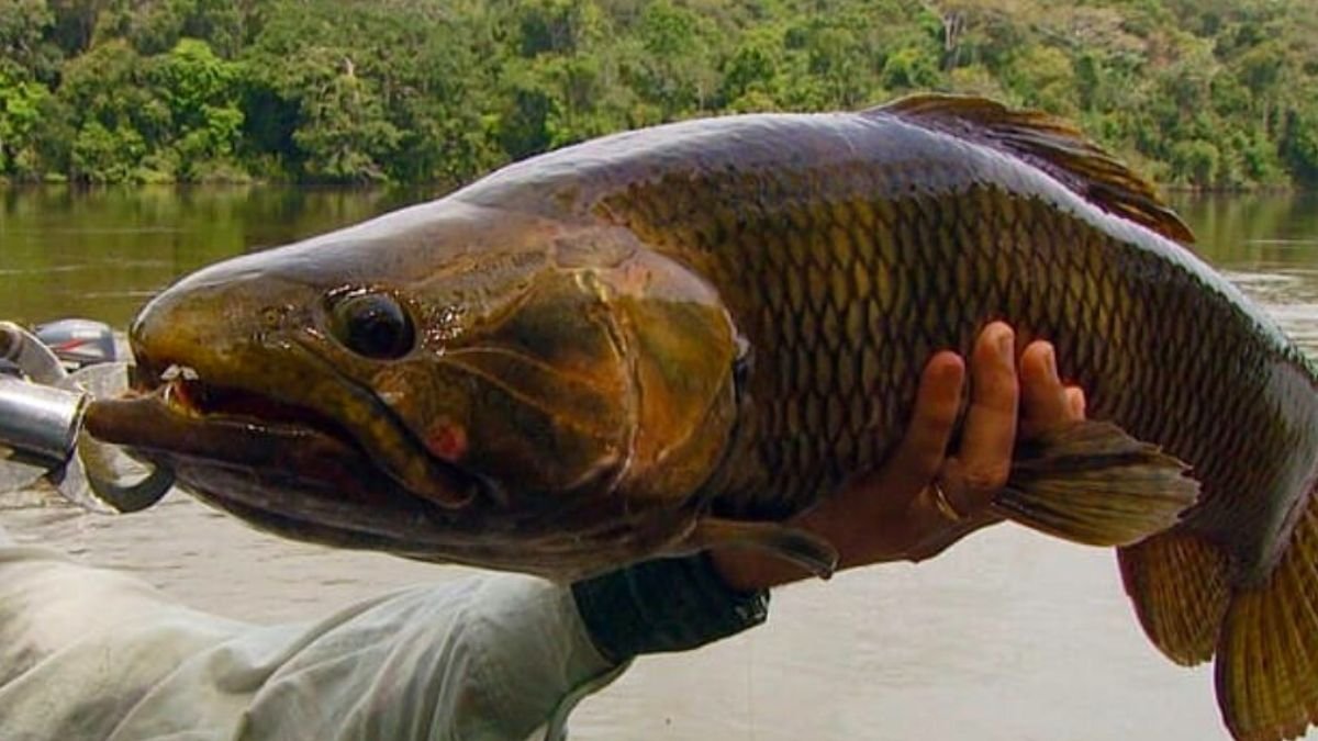 Peixe Traíra: Um dos peixes mais populares do Brasil.