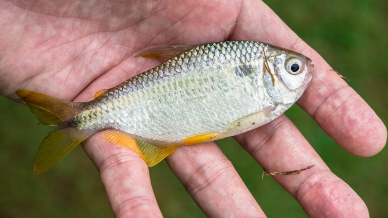 Piaba: Peixe pequeno, mas grande em sua importância