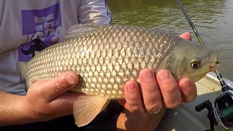 Peixes Piau: características, habitat e alimentação