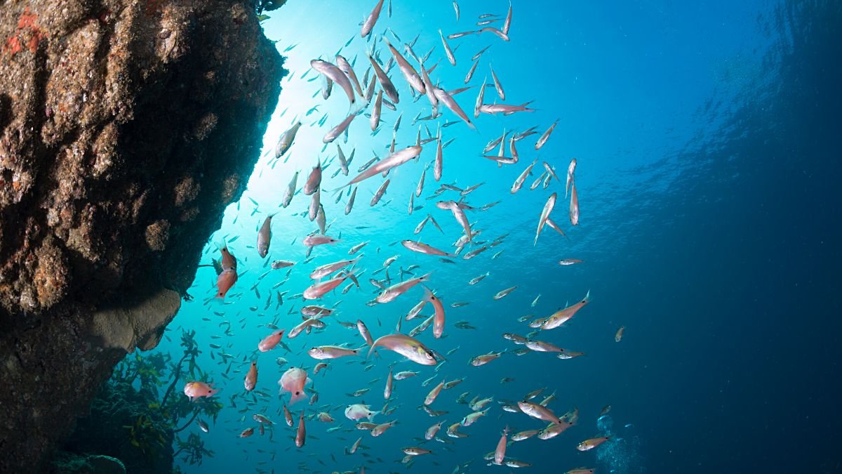 Corvina, características e dicas de como pescar.