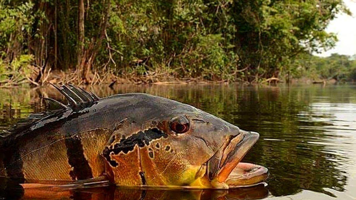 Tucunaré Açu Monstro dos Rios