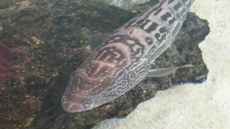 Garoupa: Peixe grande e super valorizado