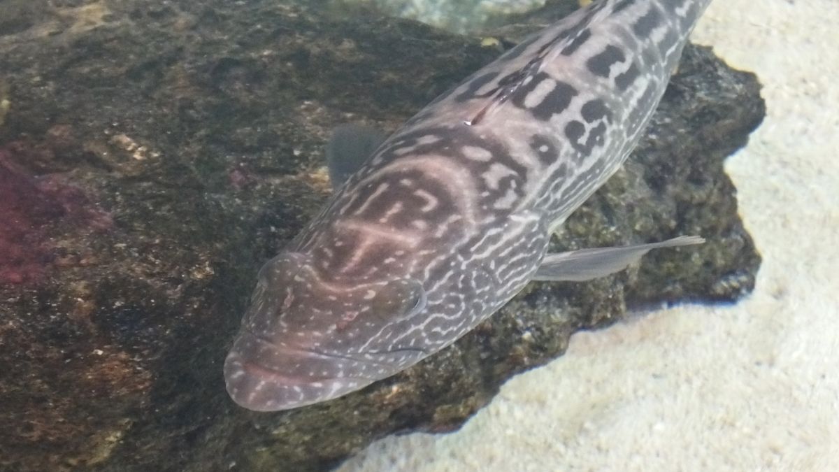 Garoupa: Peixe grande e super valorizado