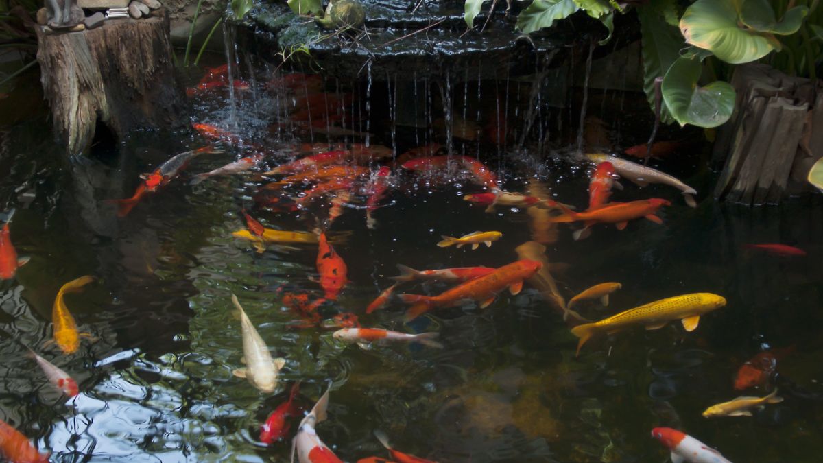 Carpa: Descubra as Fascinantes Características do Peixe Carpa