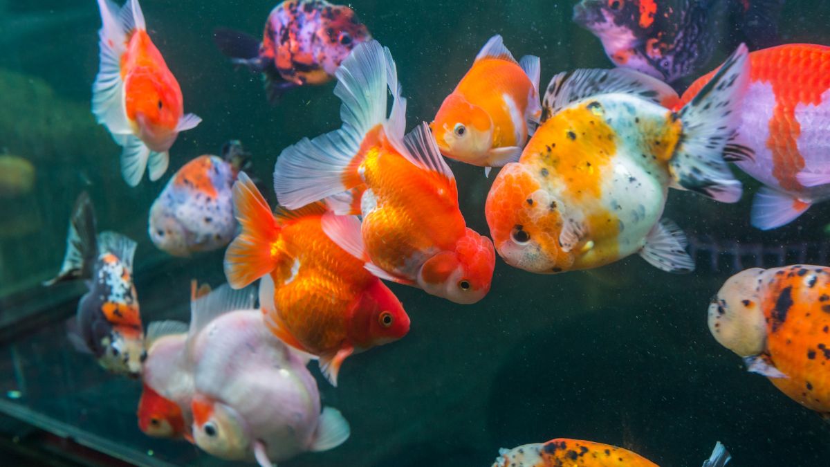 Kinguio Oranda: Beleza e Elegância em um Peixe de Aquário