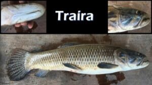 Traíra e Trairão: Como Distinguir Essas Espécies