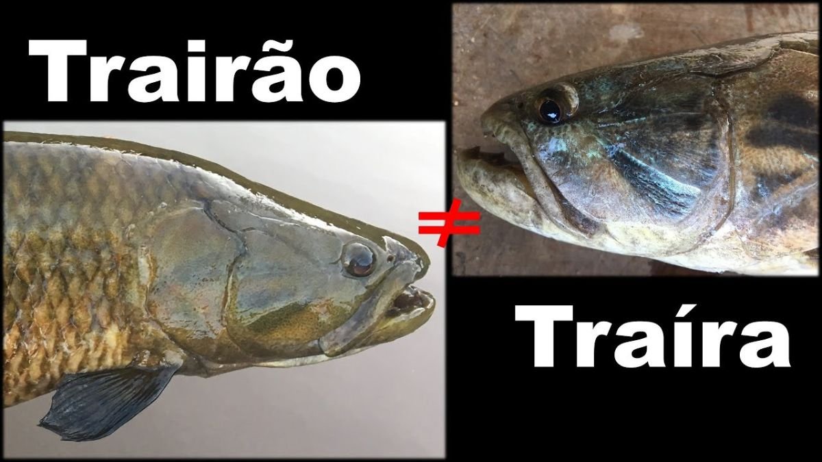 Peixes Piau: características, habitat e alimentação