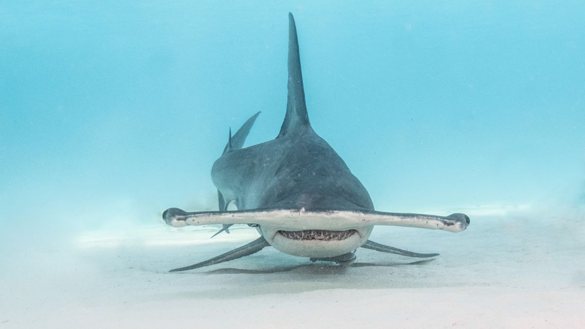 Tubarão Martelo: Predador Impressionante dos Oceanos.
