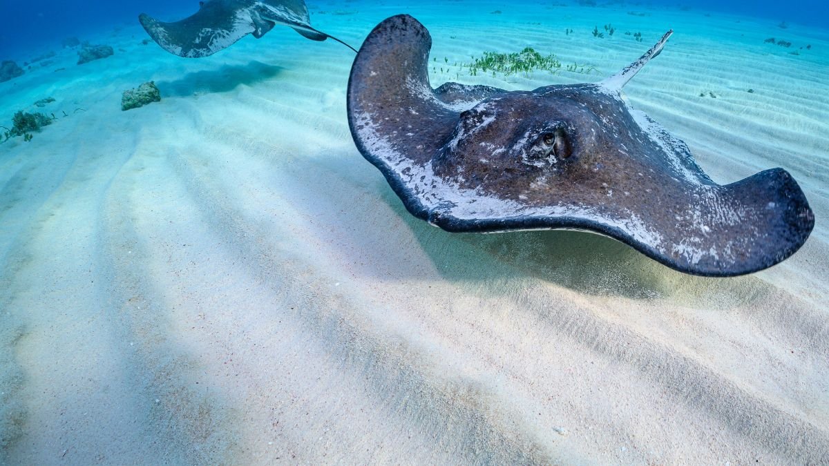 Arraias: Alimentação, Reprodução e Segredos dos Oceanos