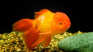 Peixe Kinguio: Transforme seu Aquário em um Paraíso Aquático