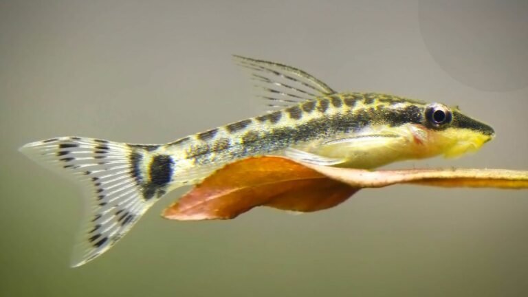 Peixe Cascudo: Dicas para Criar um Aquário Exuberante