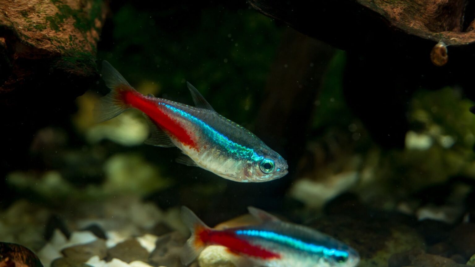 Peixes de Aquário Top 10: Guia dos Mais Populares