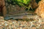 Jacundá Peixe: Fatos e Hábitos do Peixe Amazônico