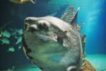 Peixe-lua: Curiosodades e Caractrísticas
