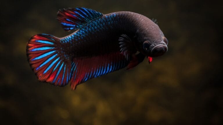 Peixe Betta Fêmea: Tudo o que Você Precisa Saber
